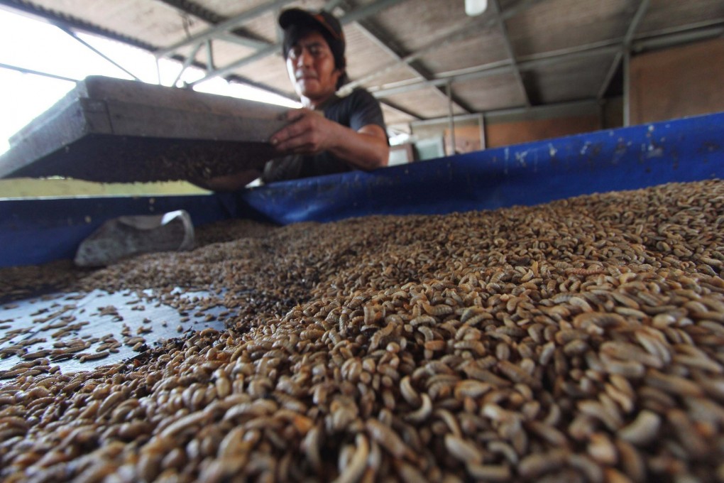 Budidaya Maggot Untuk Kebutuhan Pakan Ternak - Economic Zone